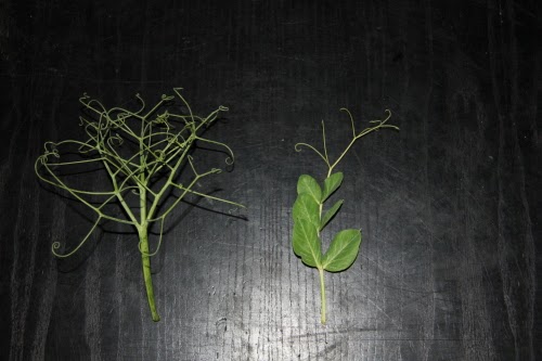 Mudflower: Growing leafless peas