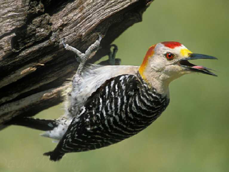 Bellas Aves de El Salvador: Melanerpes aurifrons (cheje, carpintero de ...