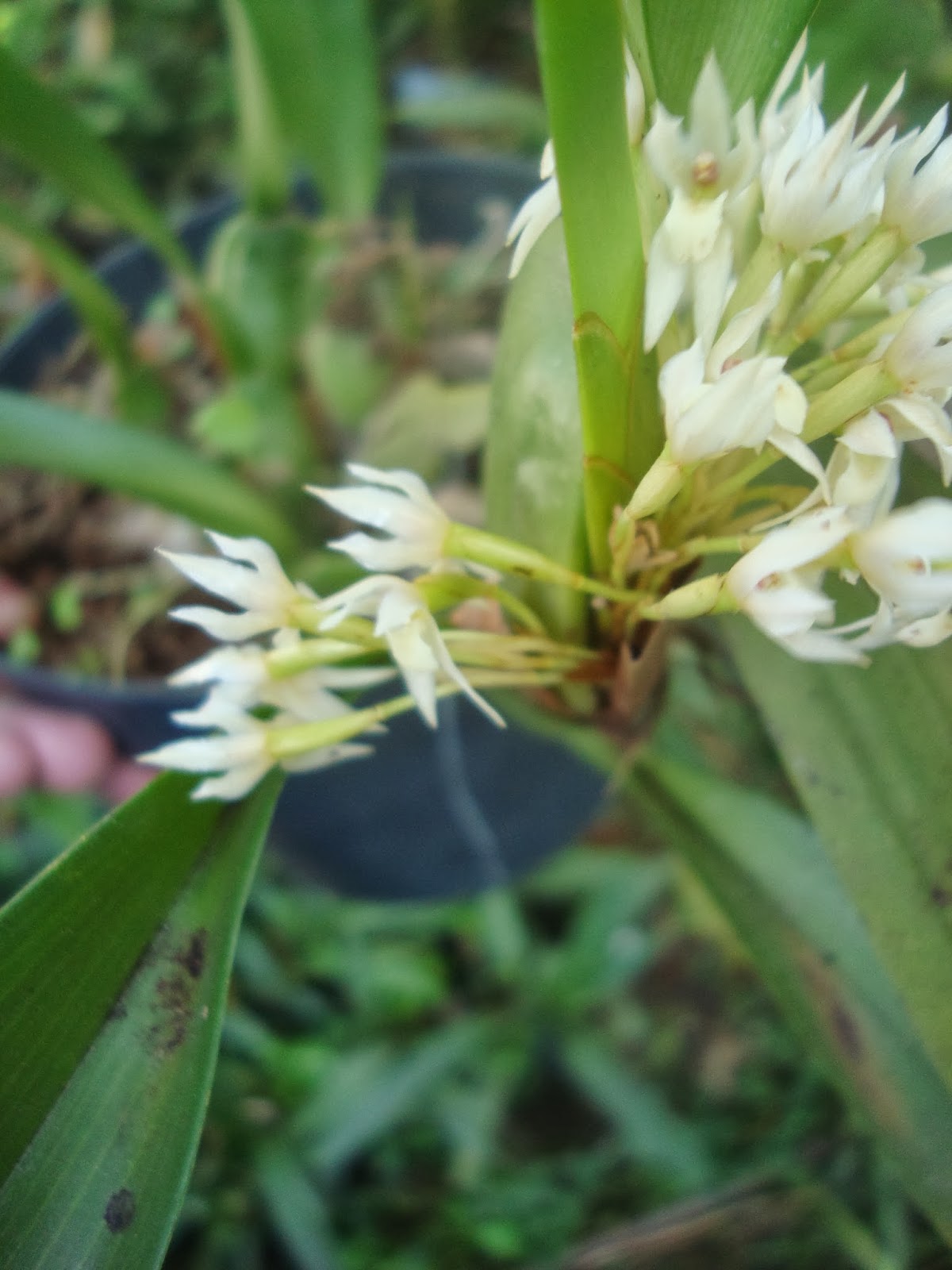 Orquídeas HElid: Maxillaria Densa
