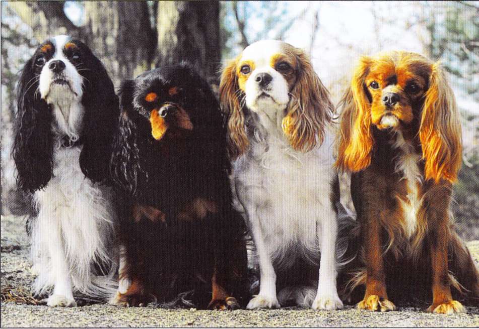 Môj pes Cavalier: Plemeno