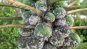 hijaukan desaku: KUTU KEBUL