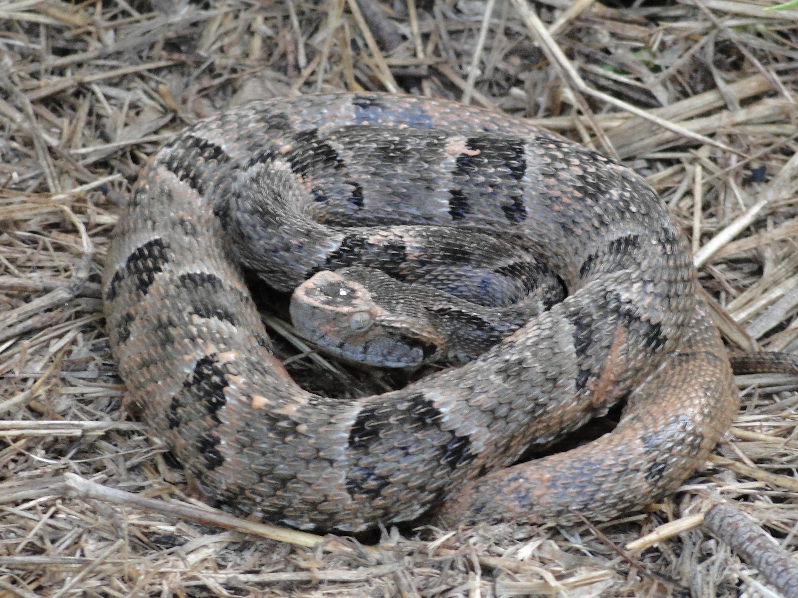 Blog do Ademir Carosia: Jararaca