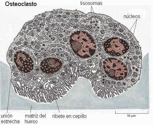 abc anatomía: ¿QUÉ ES UN OSTEOCLASTO?