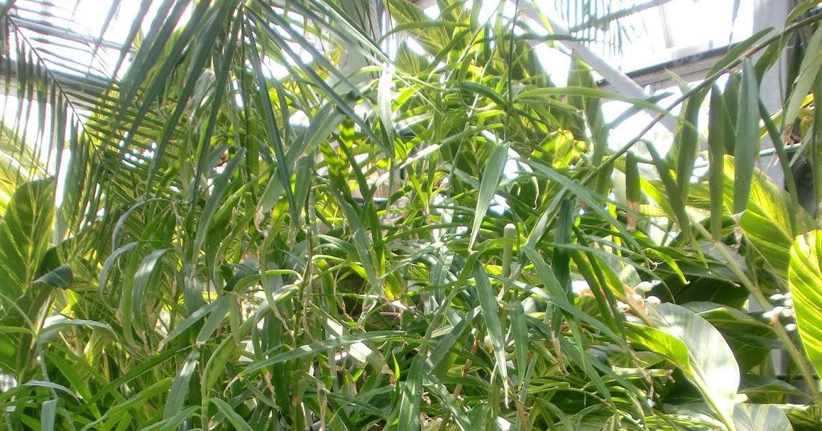 60歳で無職の優雅な日々: コスツス・ステノフィルス Costus stenophyllus