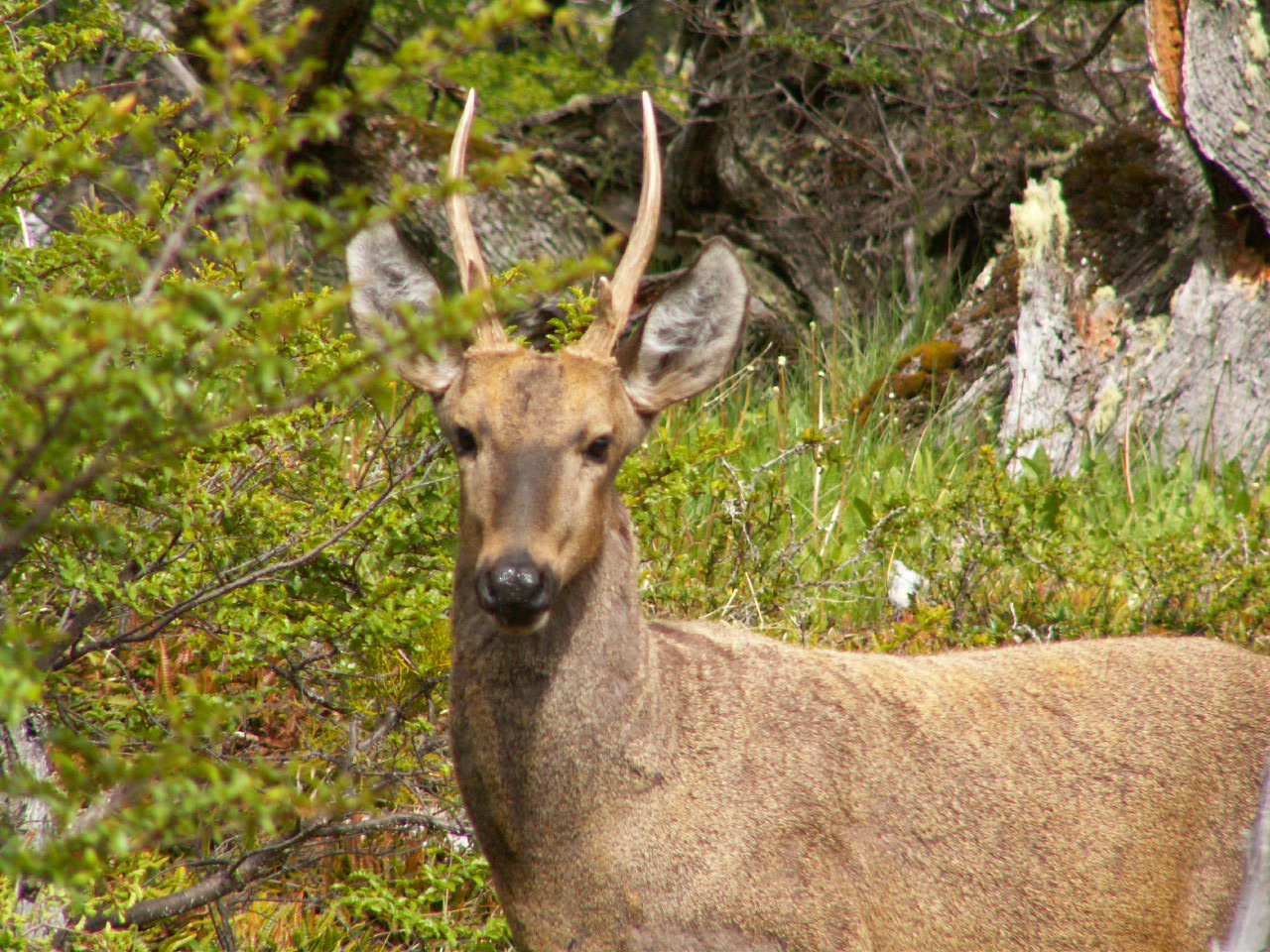 La Cordillera: El Huemul en peligro de extincion?