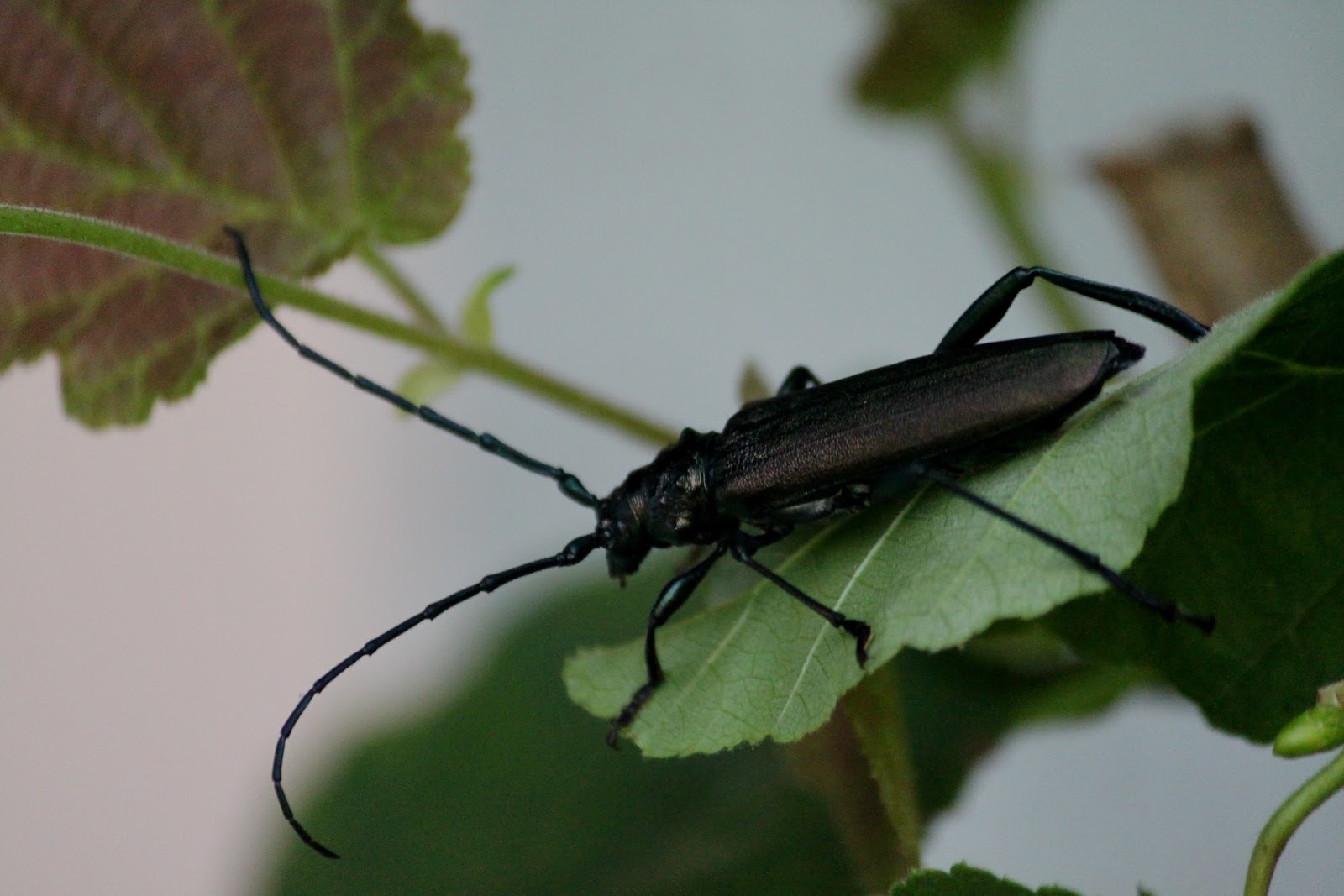 Paolo Bostjancic photographer: insetti