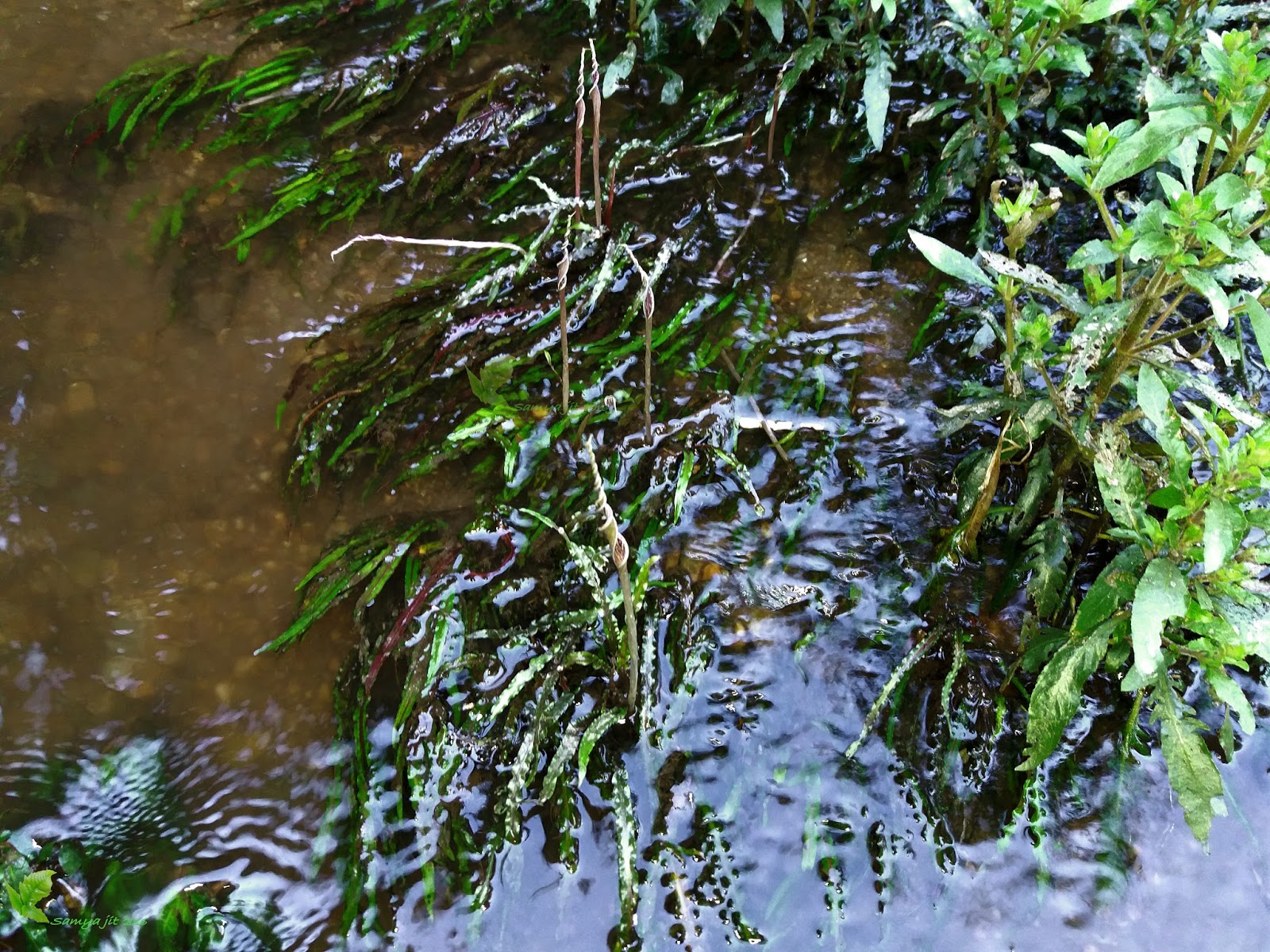 NATIVE AQUATIC: Cryptocoryne retrospiralis