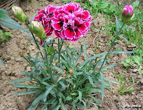 Jom Tanam Bunga: Bunga Turki?