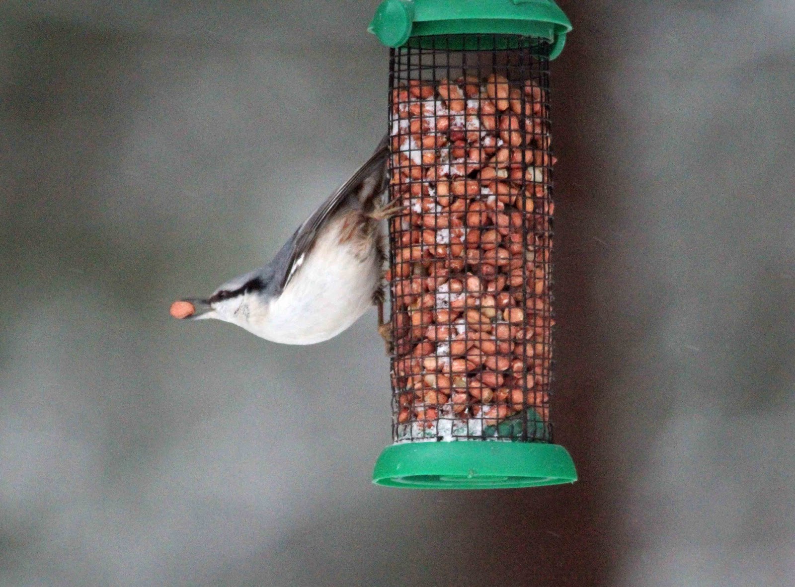 OSLO BIRDER: The Hawk Owl Admiration Society