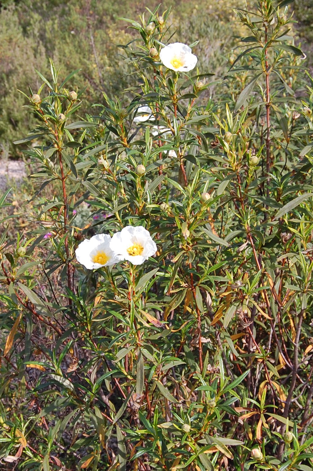 Flora da Serra da Arrábida: Esteva (Cistus lanadifer)