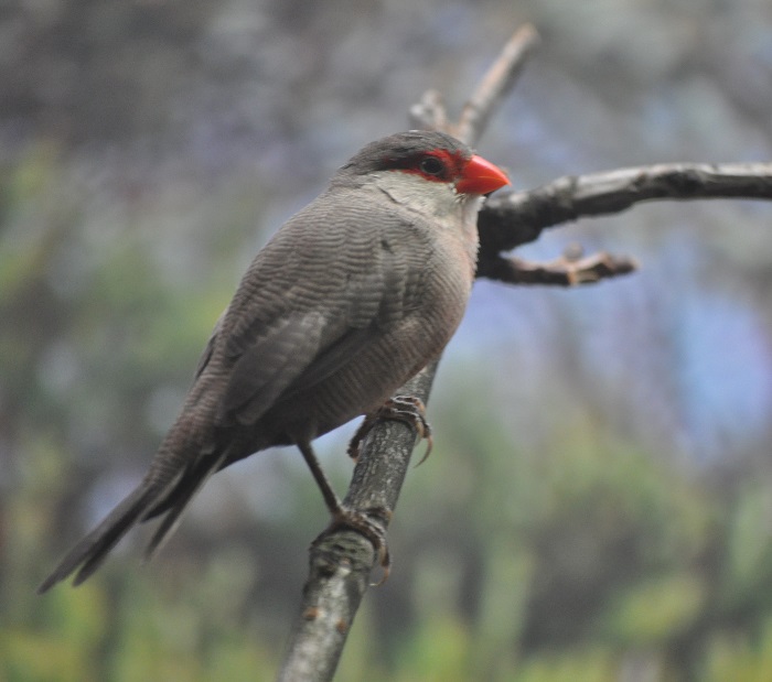 ZOOTOGRAFIANDO (6.100 ANIMALS): ESTRILDA COMÚN / COMMON WAXBILL ...