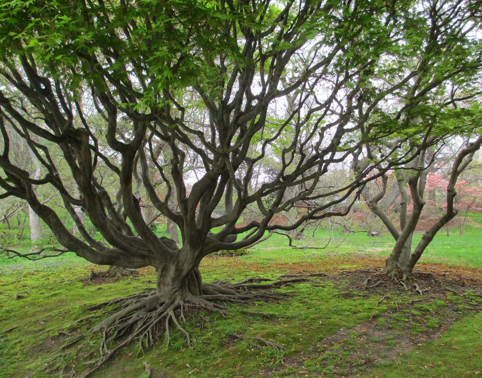 Garden Fancy: Garden Visit: Bulb-tacular MOBOT