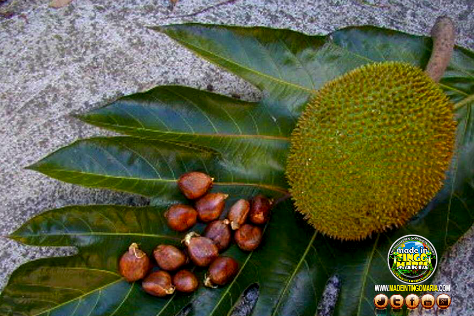Yaca, pan de arbol, pandisho (en la selva peruana)