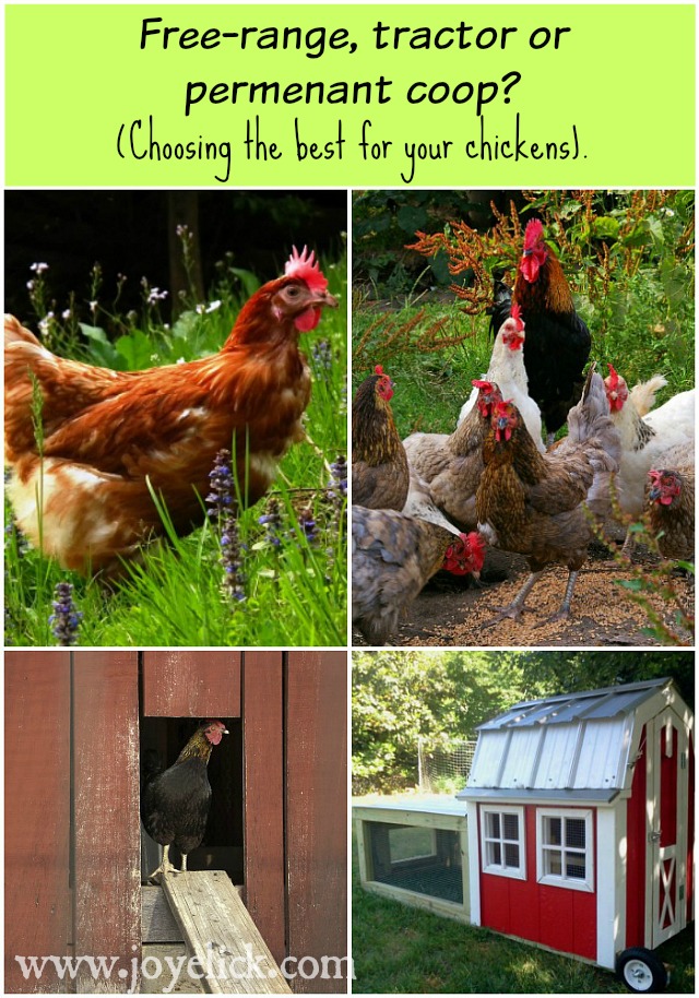 Keeping Free Range Chickens In Your Backyard - The Backyard Gallery