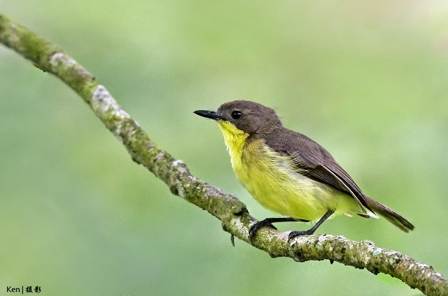Chim Chích bụng vàng (Golden-bellied Gerygone) - Sinh Vật Cảnh Việt Nam