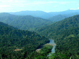 El Blog del Jardín: Presentación del libro “Bosques de Venezuela”