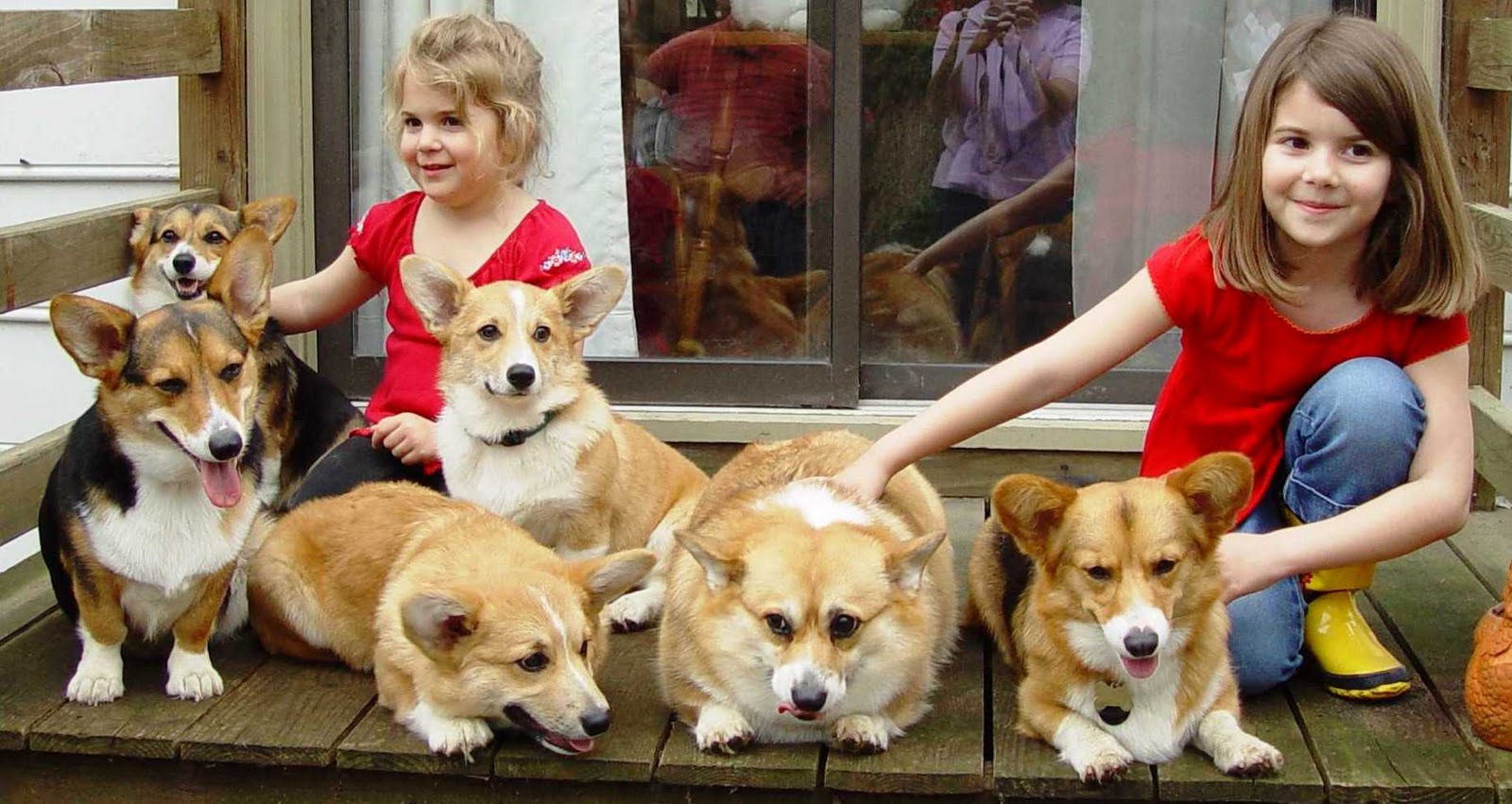 Corgis In My Garden: It's Friday Again!