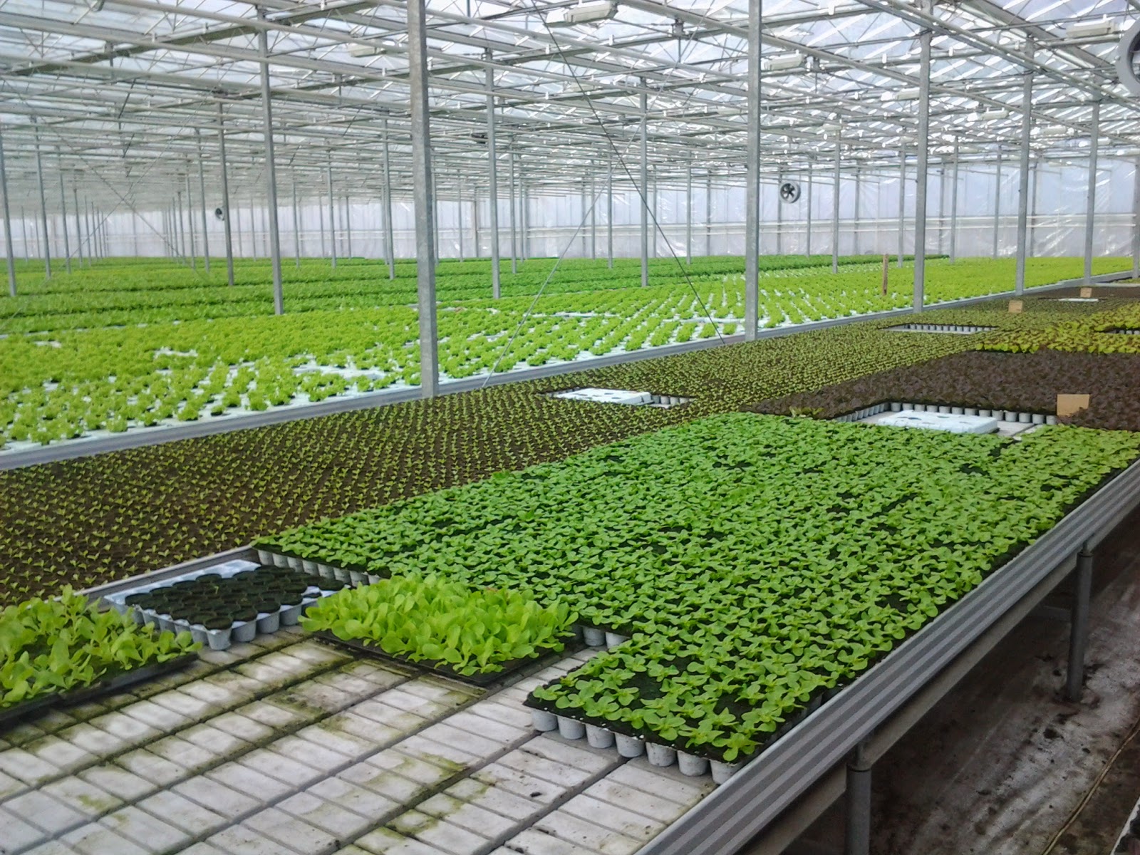 Sera Mea (Cultivarea Plantelor în Seră): Cultura legumelor în sere ...