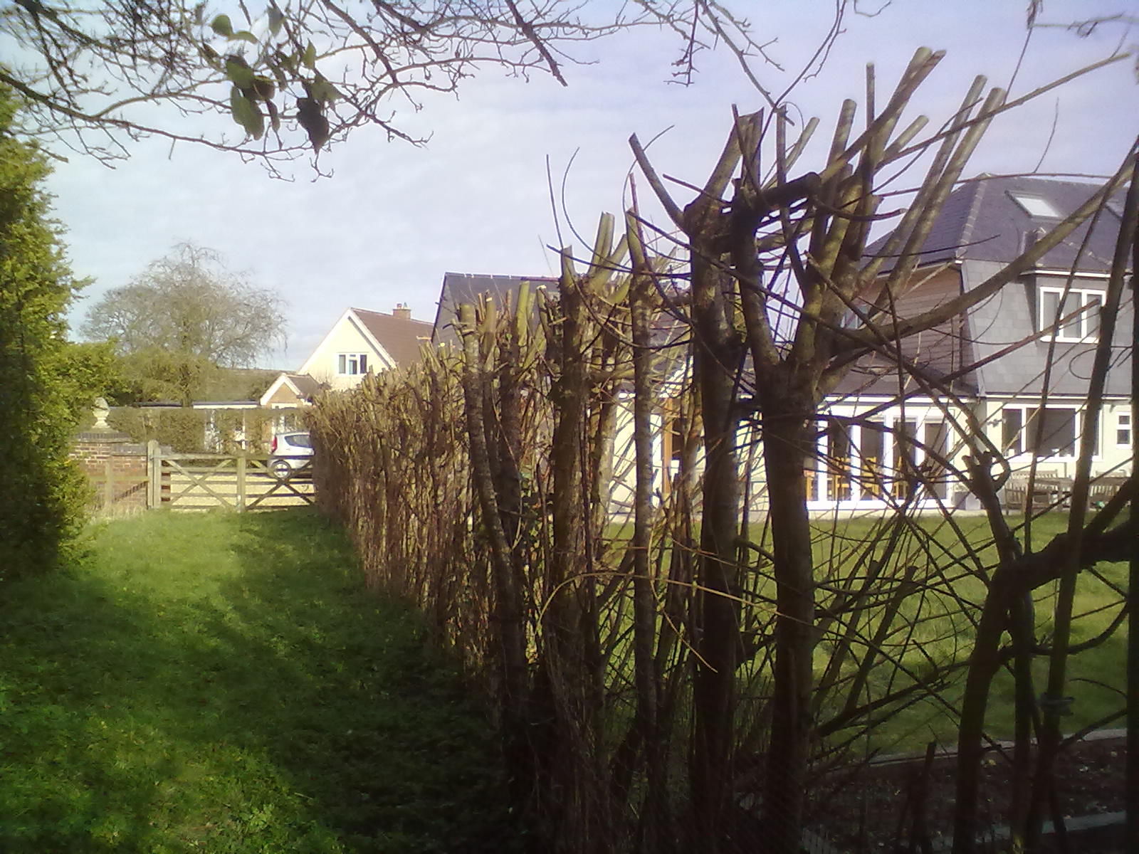 Rachel the Gardener: A new Fedge!