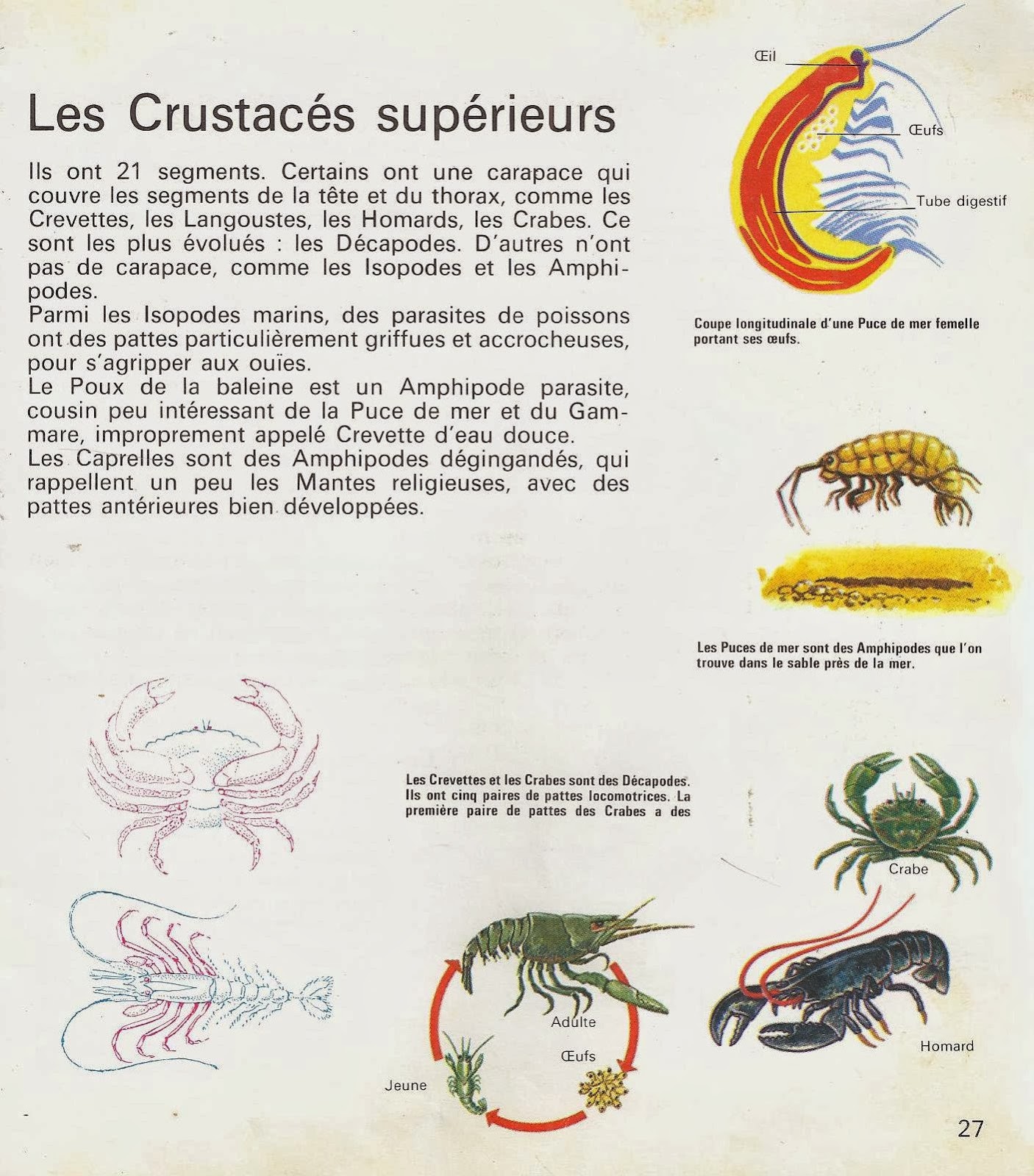 Leçons de choses: Mollusques et crustacés