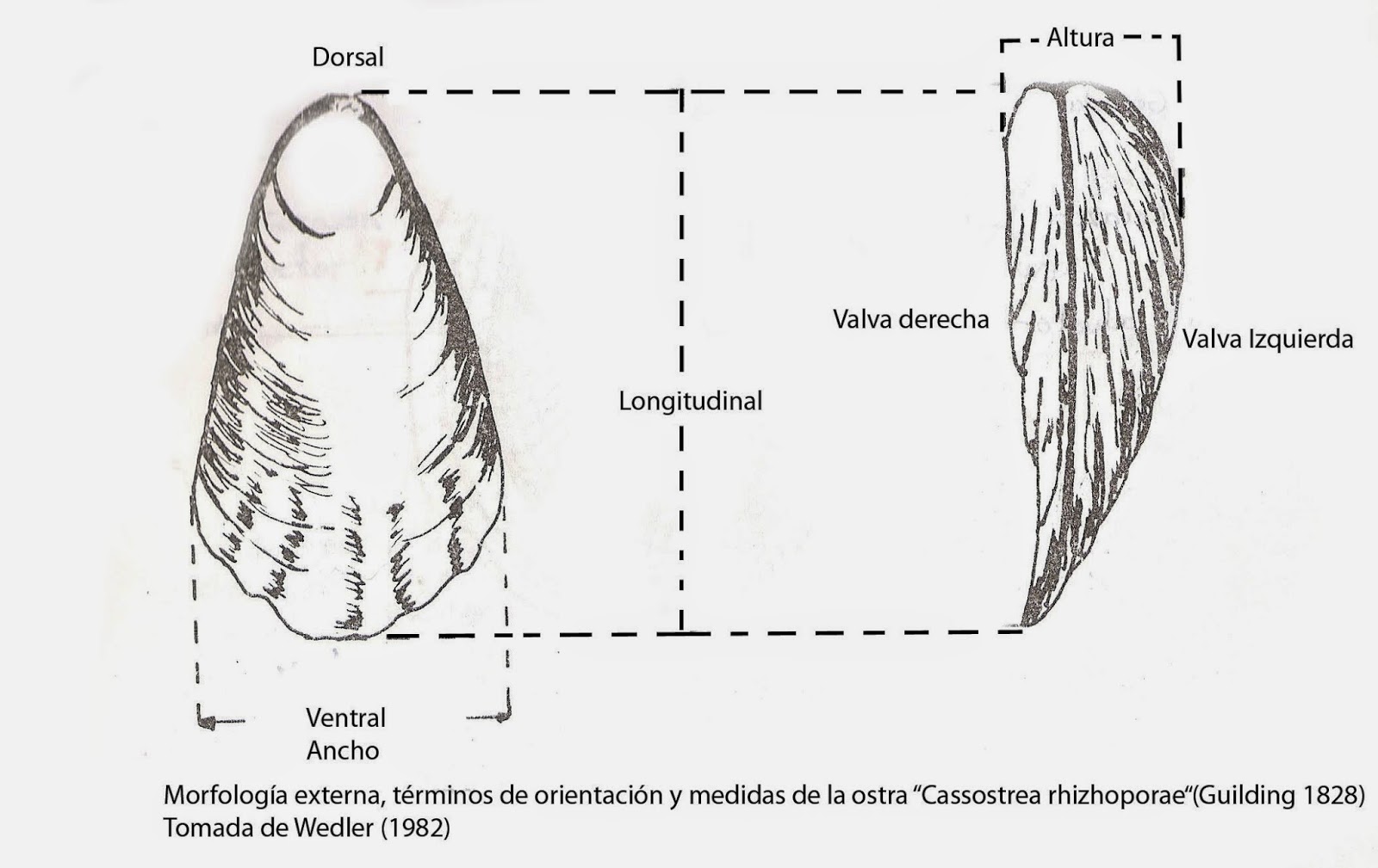 Ciencias: Grado Noveno: Ciencias : Grado Noveno
