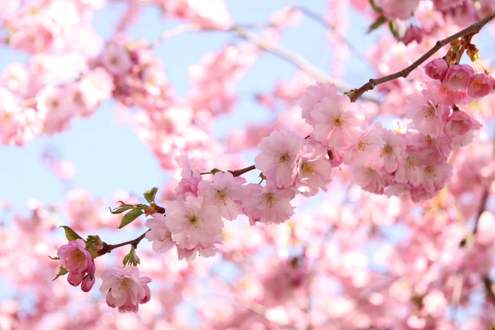 nässelblom & choklad: Ljuvligt rosa
