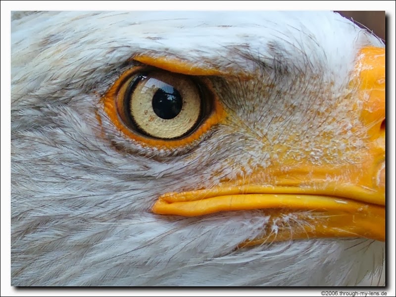 Rules of the Jungle: Interesting Facts About Eagles