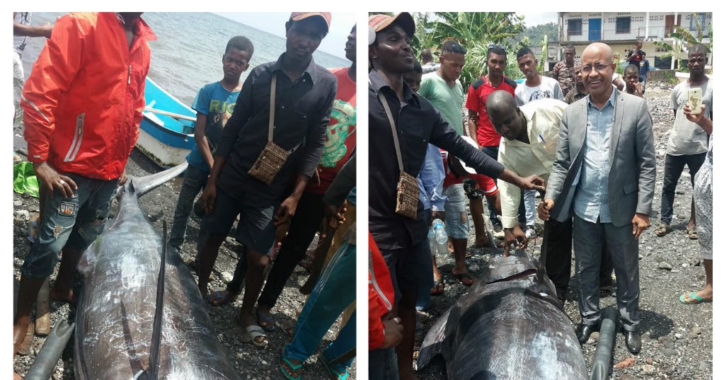 Un poisson de plus de 300kg pêché à Anjouan | HabarizaComores.com ...