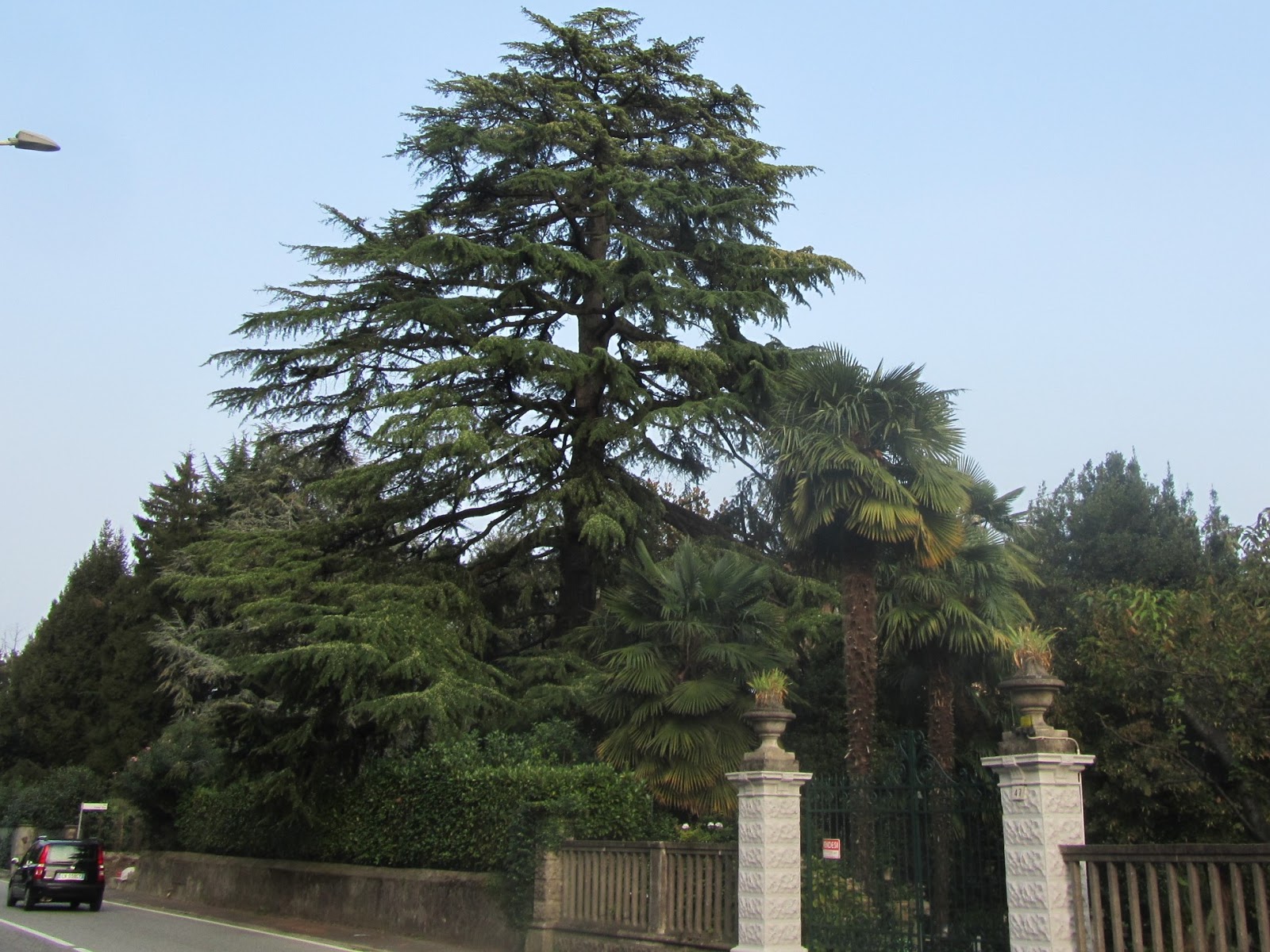 Cedro del Libano (Cedrus libani) ed Atlantico (Cedrus atlantica ...