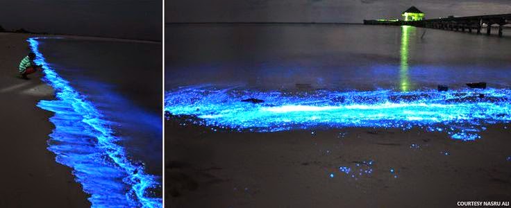 Stamp My Passport: Bioluminescencent Light in the Ocean: Neon-blue ...