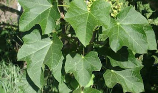 Halamang Gamot - Tuba Tuba - KeyzoneBlog