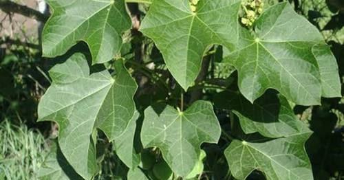 Halamang Gamot - Tuba Tuba - KeyzoneBlog