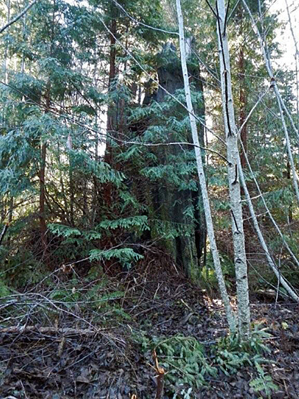 Camera Trap Codger: The Goose Pen