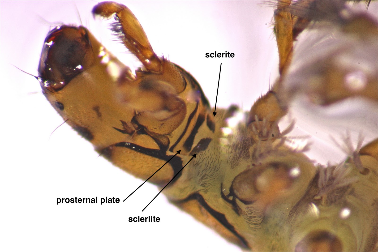 Aquatic Insects of Central Virginia: February 2011