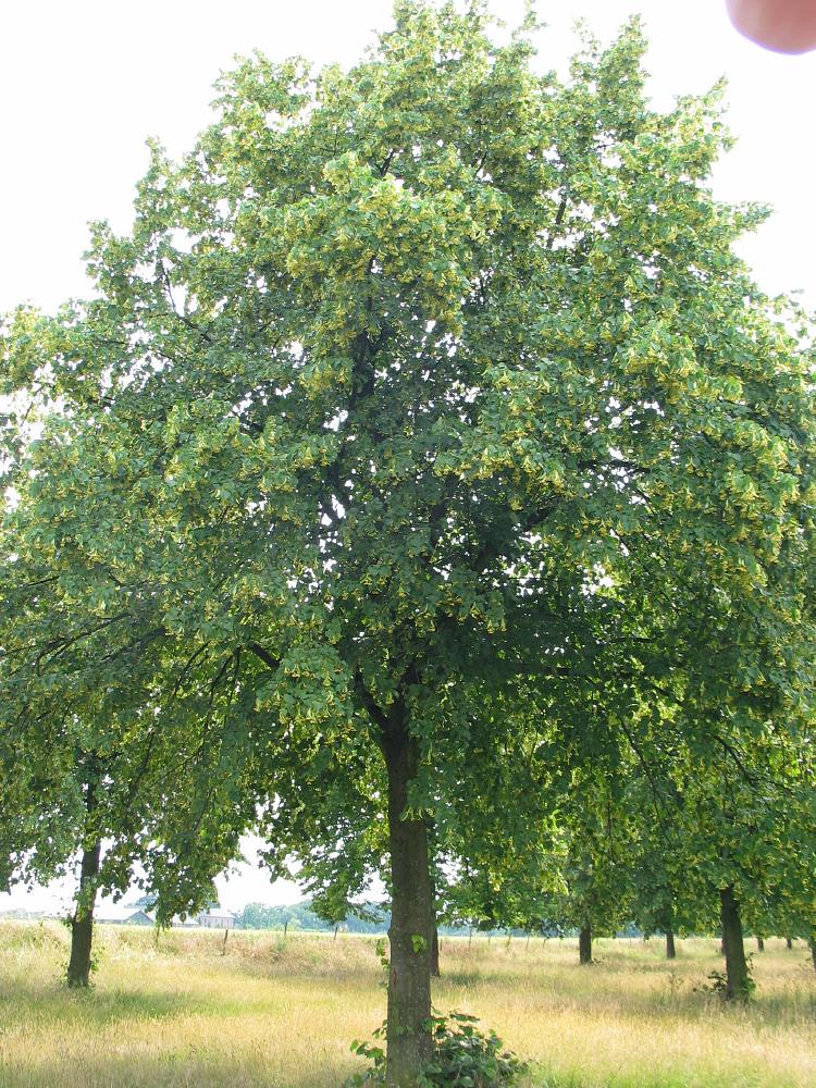 Trees Planet: Tilia × europaea – Lime – Linden