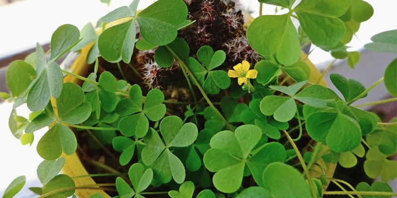 10 Manfaat Herba Alami Dari Tanaman Calincing - Info Savana