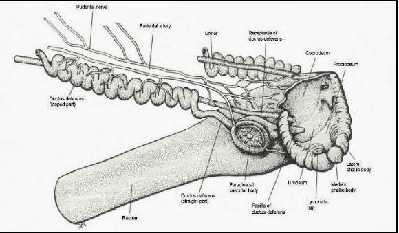 REPRODUCCIÓN EN VERTEBRADOS: REPRODUCCIÓN EN AVES