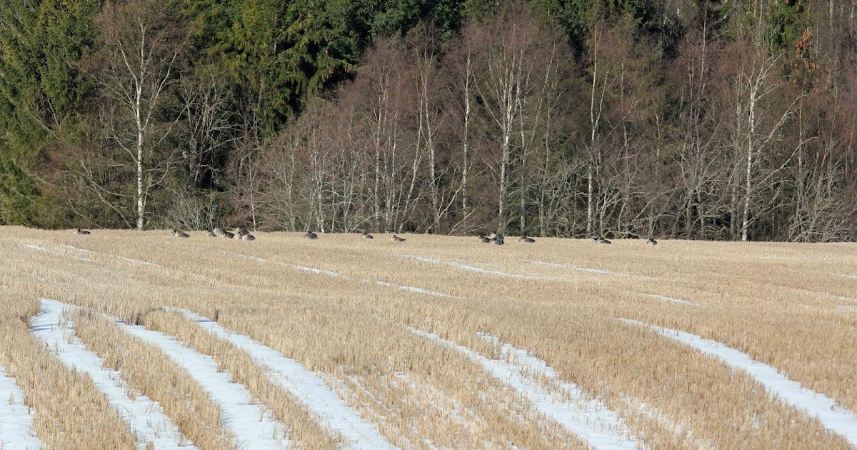 OSLO BIRDER: White-tailed Bean Eagle