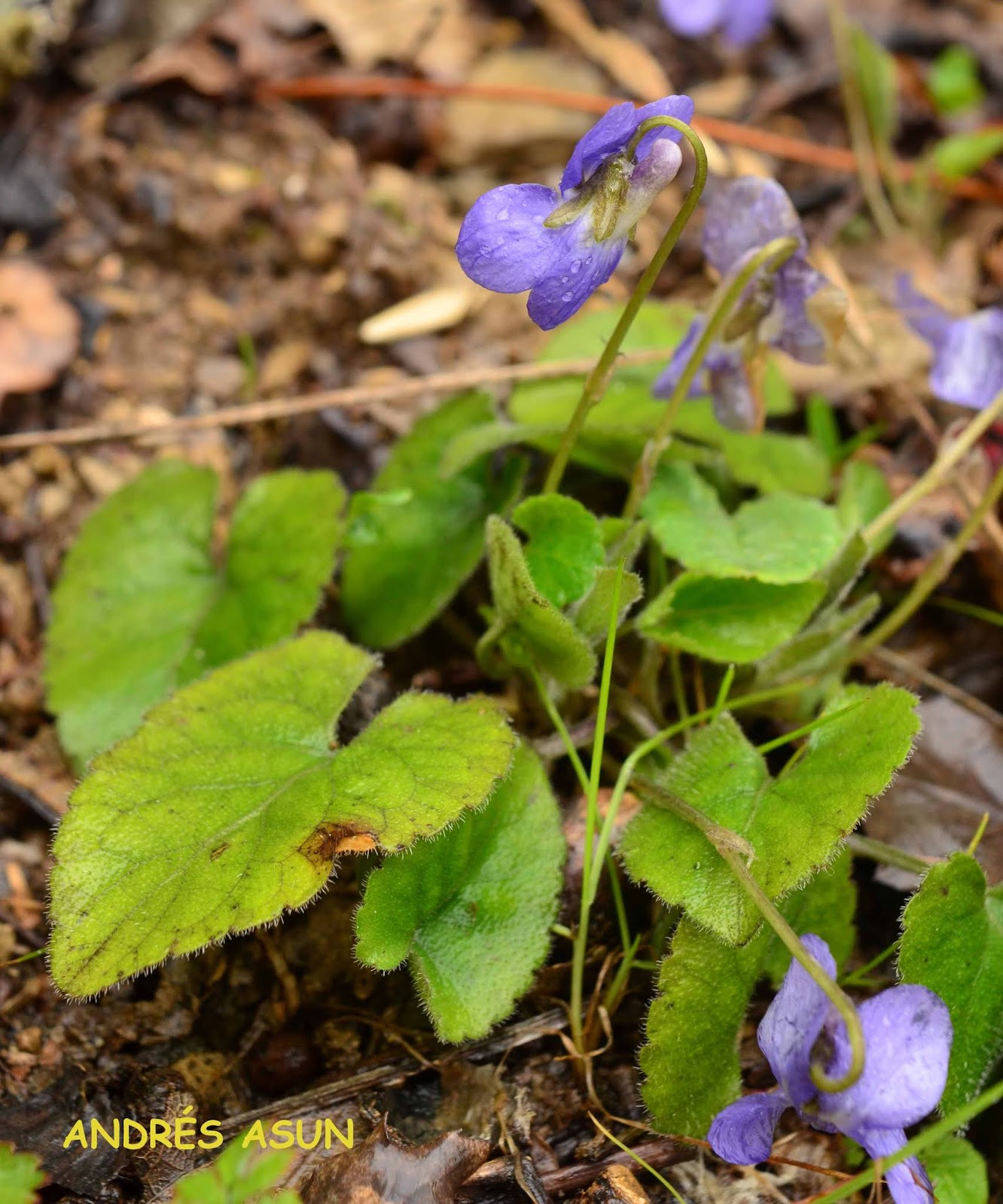 Flores silvestres de la Cordillera Cantábrica: VIOLACEAS - Violaceae