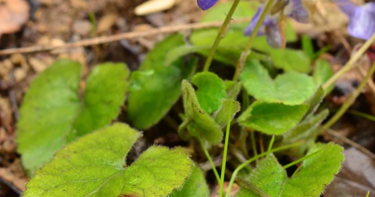 Flores silvestres de la Cordillera Cantábrica: VIOLACEAS - Violaceae