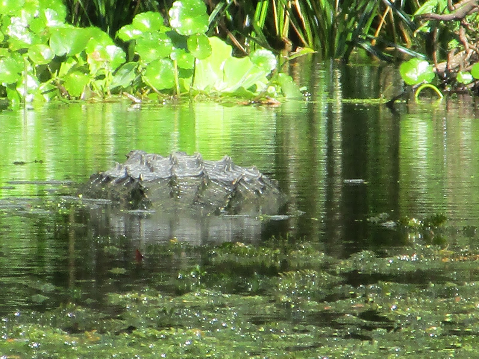 Dave's Yak Tales: Wacissa River