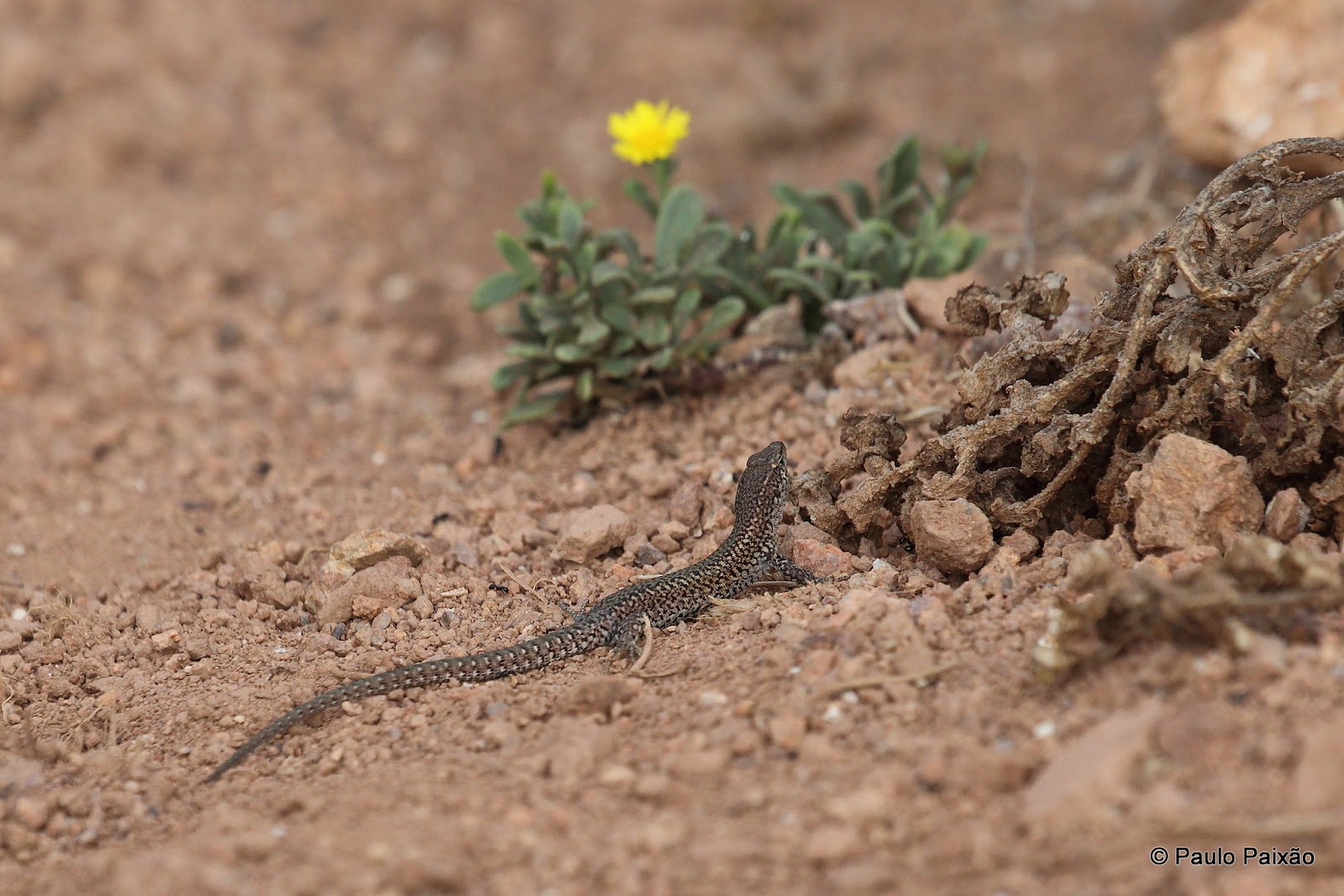 Répteis: Podarcis carbonelli berlengensis