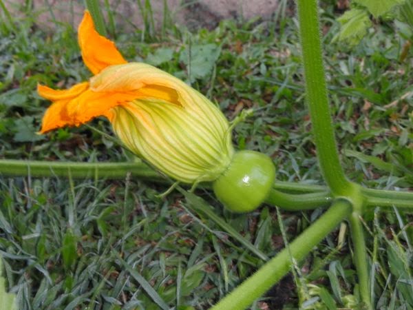 Growing and hand pollinating pumpkins | down to earth