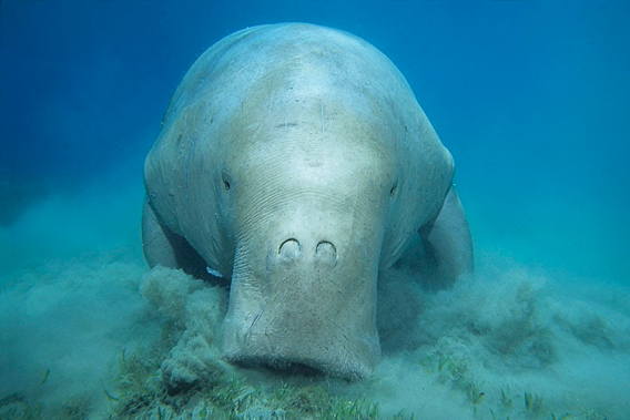 Animals of the world: Dugong dugon