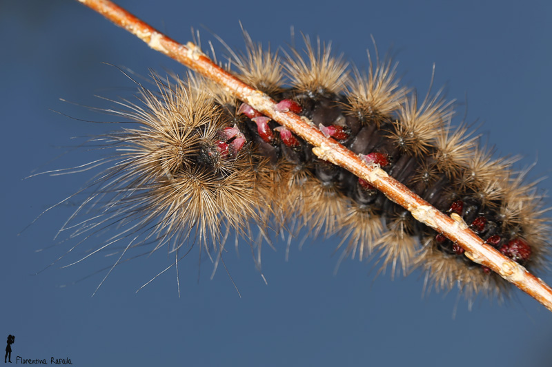 Natura in culorile florilor si fluturilor: Omida și fluturele