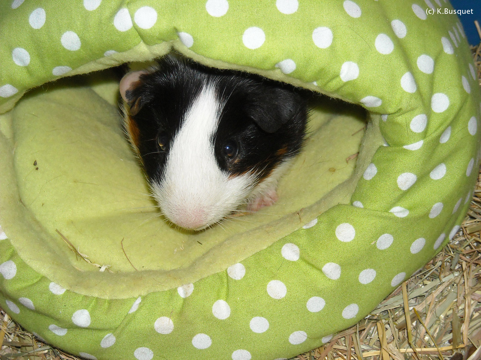 Cavia Achtergronden