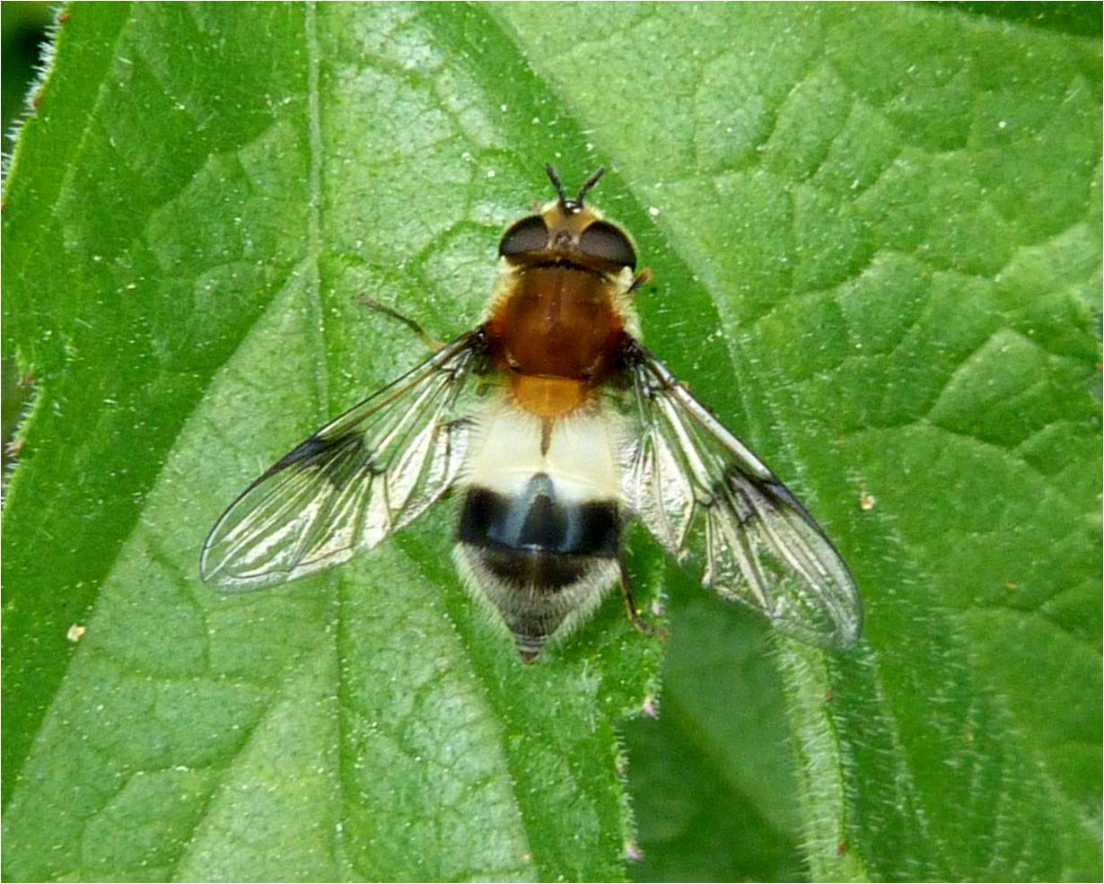 Insects of Scotland: Hoverflies