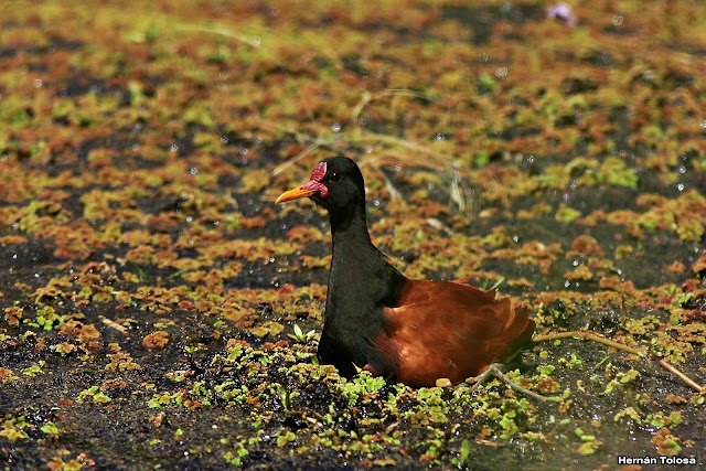 Aves de Argentina: Jacana empollando