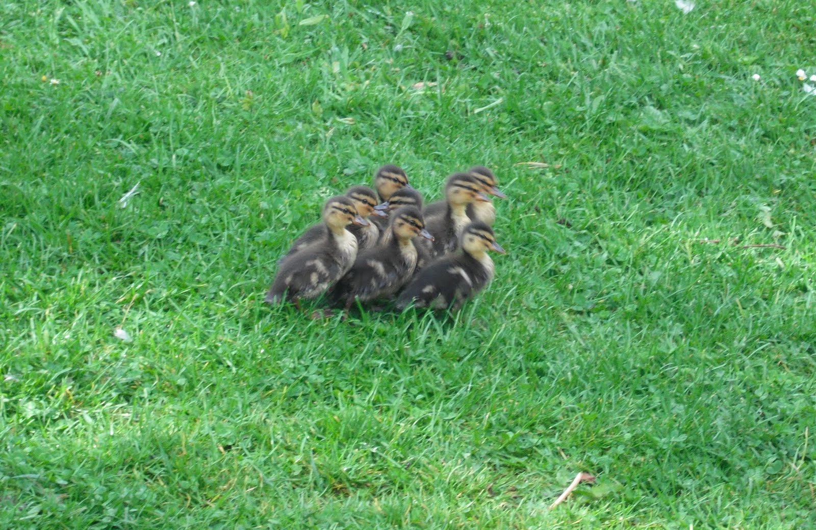 Badelynge: Circle ducks