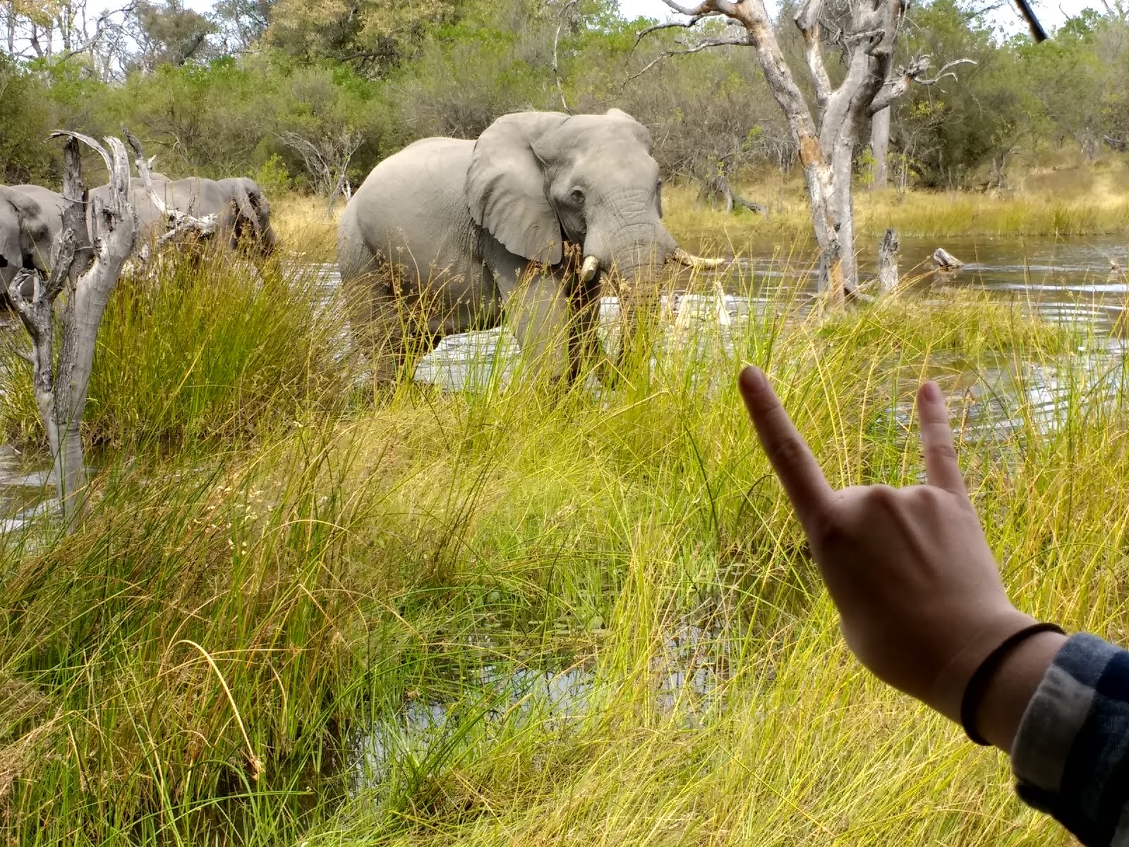 Study Abroad, Botswana